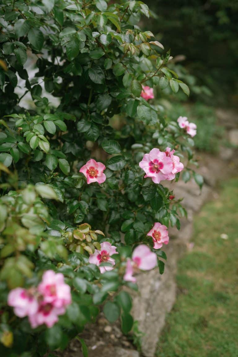 An Interview with Lyra and Moth Wedding Photography and Videography ...